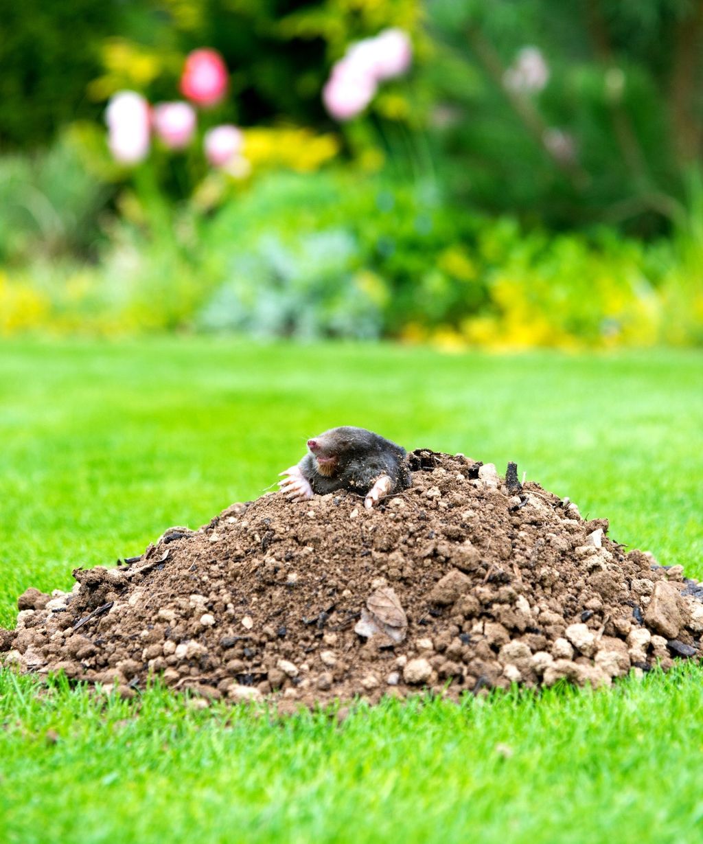 How to get rid of moles in your yard naturally: 4 humane ways and 2 to ...