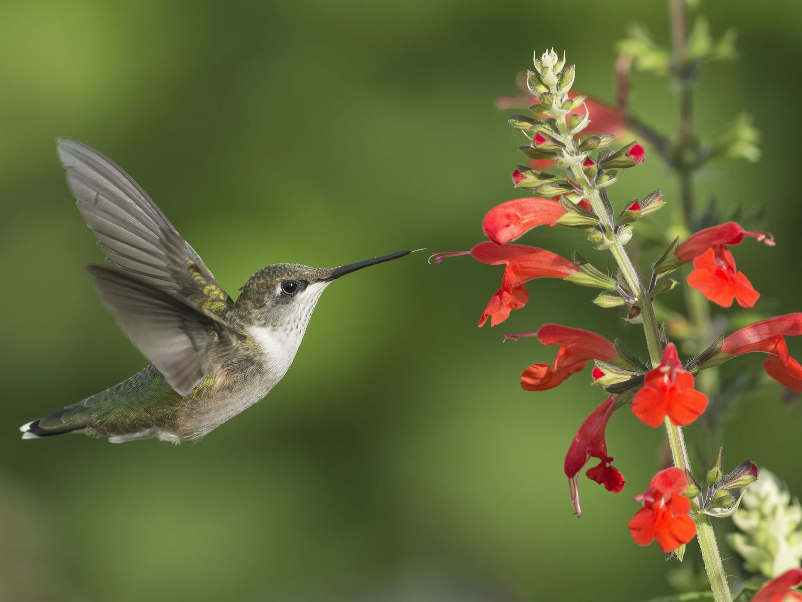 10 best flowers for hummingbirds - beautiful blooms | Livingetc
