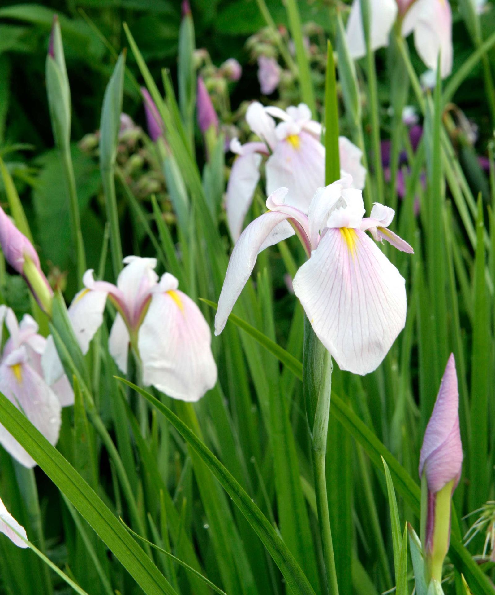 Best plants for Japanese gardens – 10 elegant choices | Homes and Gardens