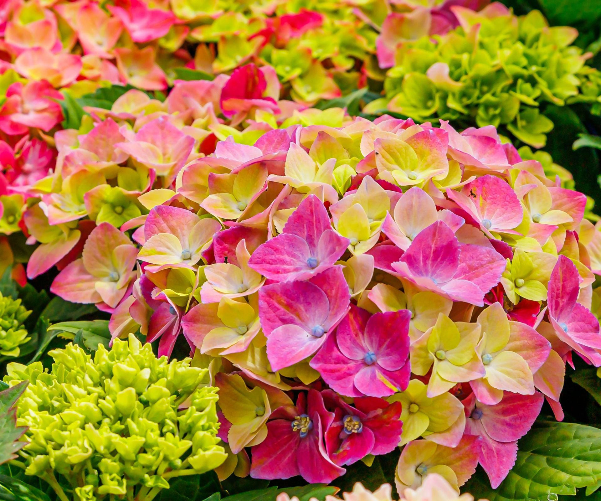 Truth About Florist Hydrangeas & Why You Shouldn’t Grow Them ...