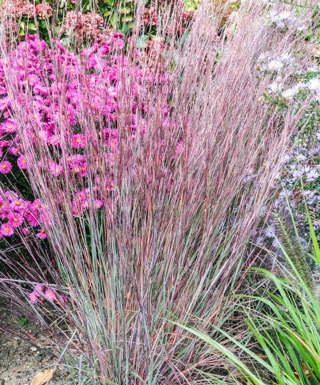7 Ornamental Grasses for Stunning Fall Color | Gardening Know How