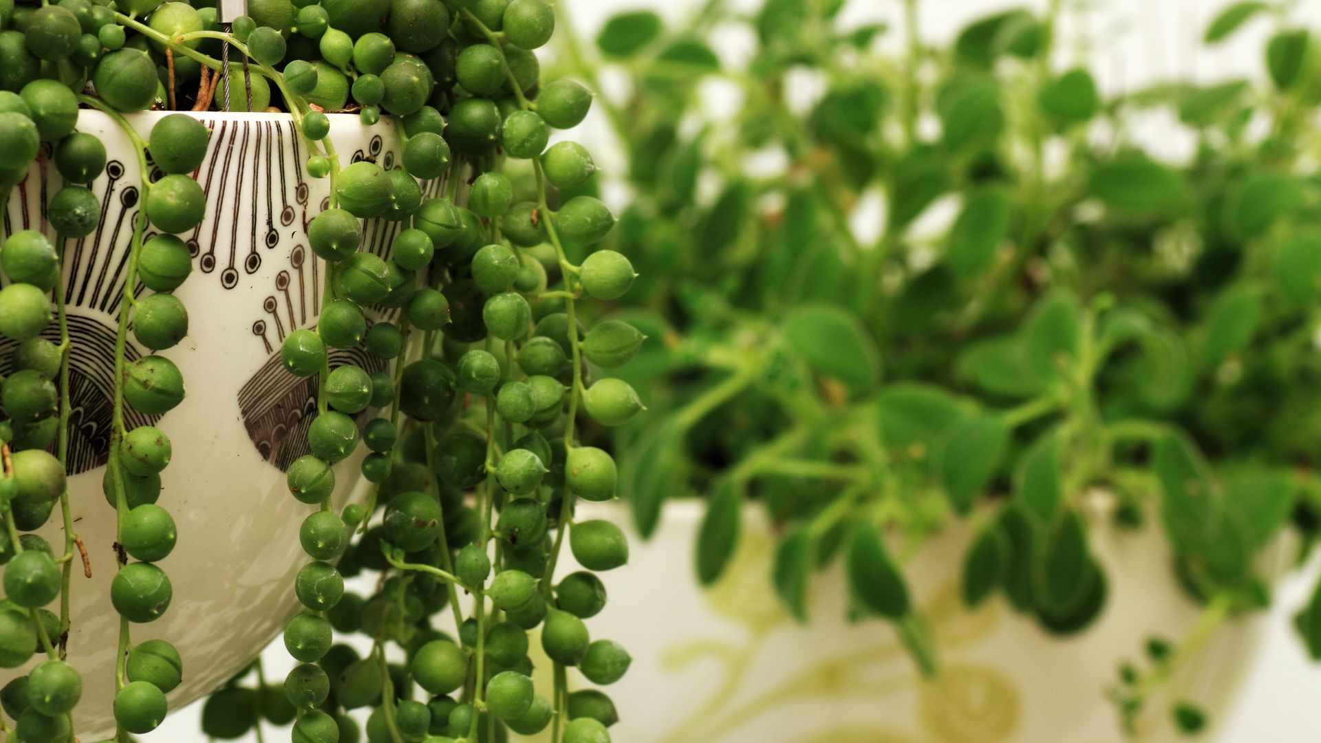 How to care for a string of pearls plant: tips for success | Homes and ...