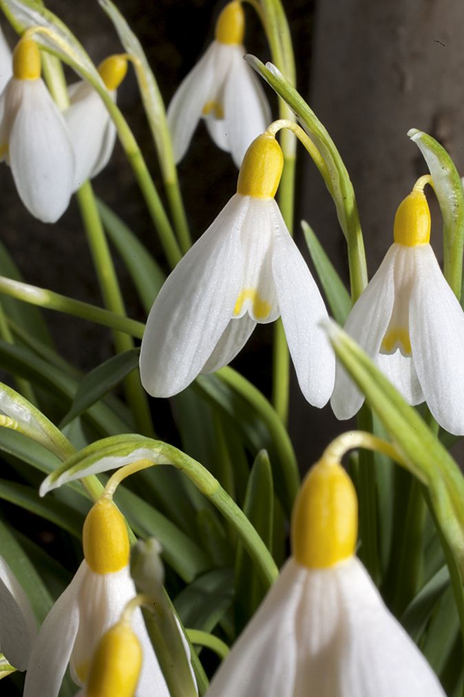 Snowdrops: The flower of town and gown | Country Life