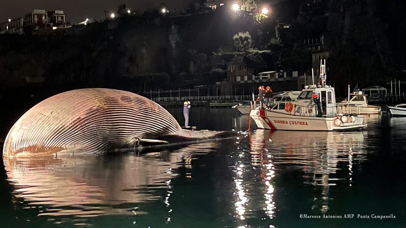 Dead whale in the Mediterranean probably 'one of the largest' ever ...