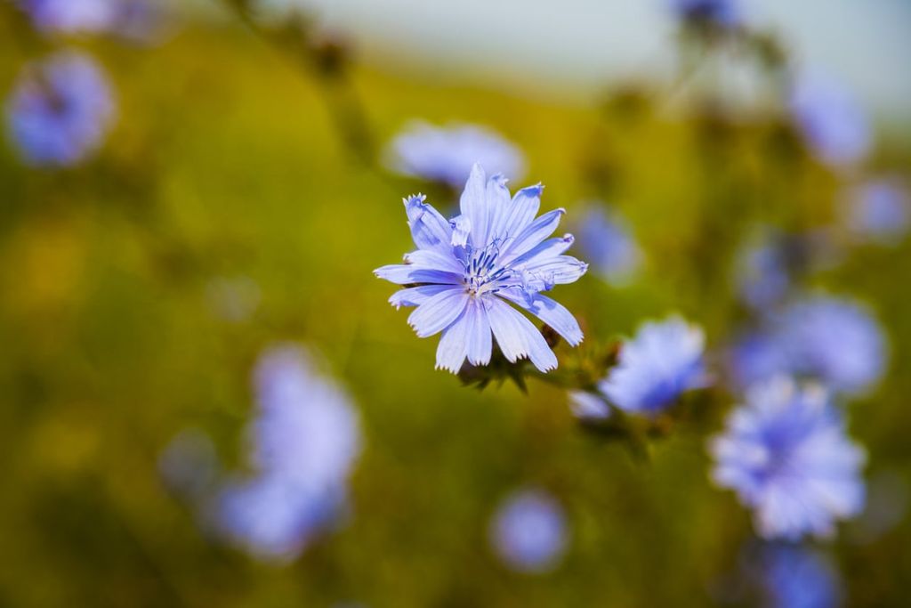 Different Chicory Plants: Varieties Of Chicory For The Garden ...