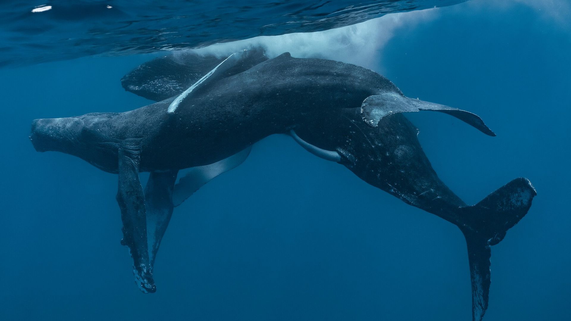 Male humpback whale seen forcing sex on emaciated, injured male in ...