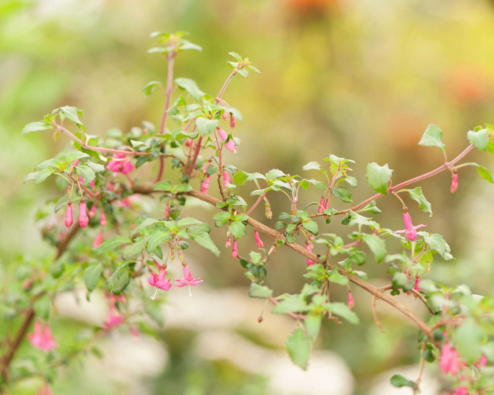 Fuchsia gall mites: how to identify and get rid of them | Gardeningetc