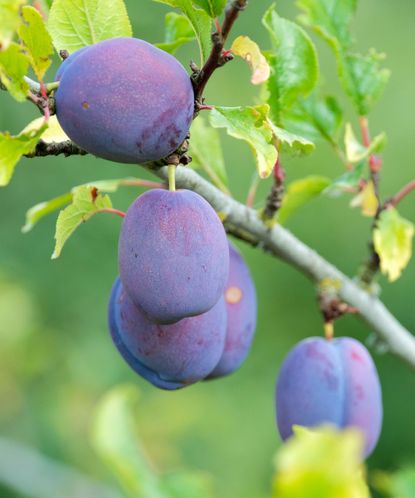 Best fruit trees: 24 varieties for tasty homegrown crops | Gardeningetc