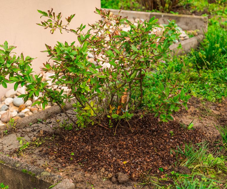 Meet The Blueberry Bee | Native Specialist For Huge Harvests ...