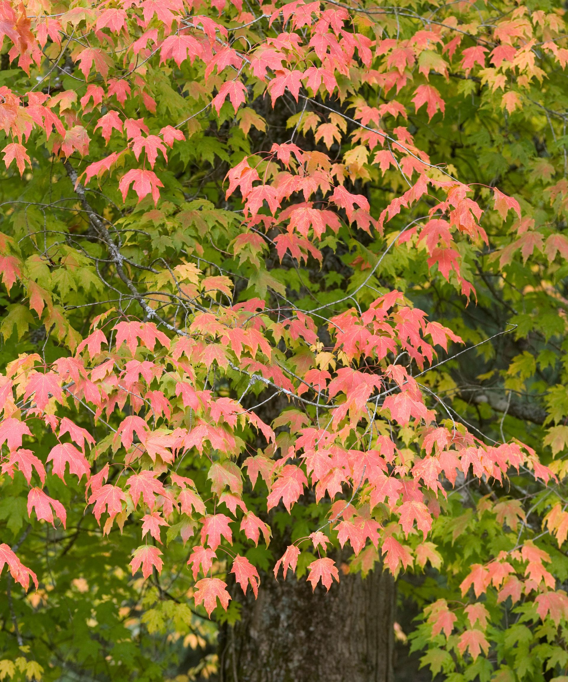 Best trees for fall color: with beautiful foliage | Homes and Gardens
