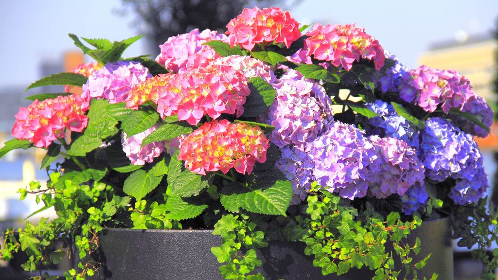 How to winterize hydrangeas and help them flourish in 2025 | Tom's Guide
