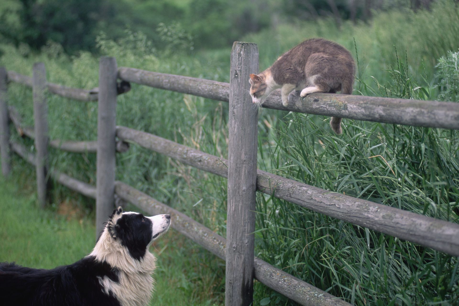 How to stop your dog from chasing and barking at cats, by expert ...