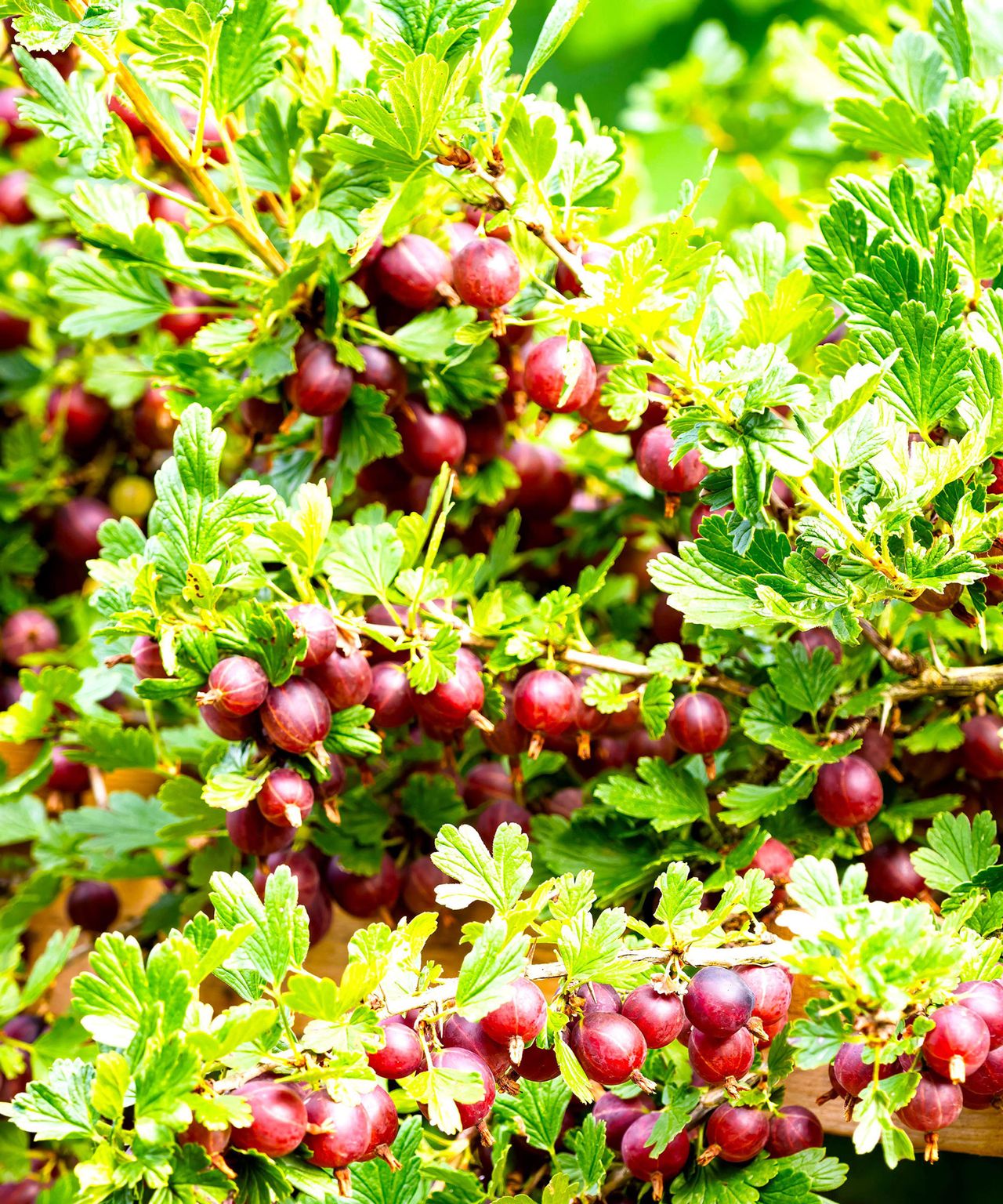 6 gooseberry growing mistakes with expert tips for success | Homes and ...