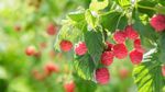 Strawberry diseases: expert tips for common issues | Homes and Gardens