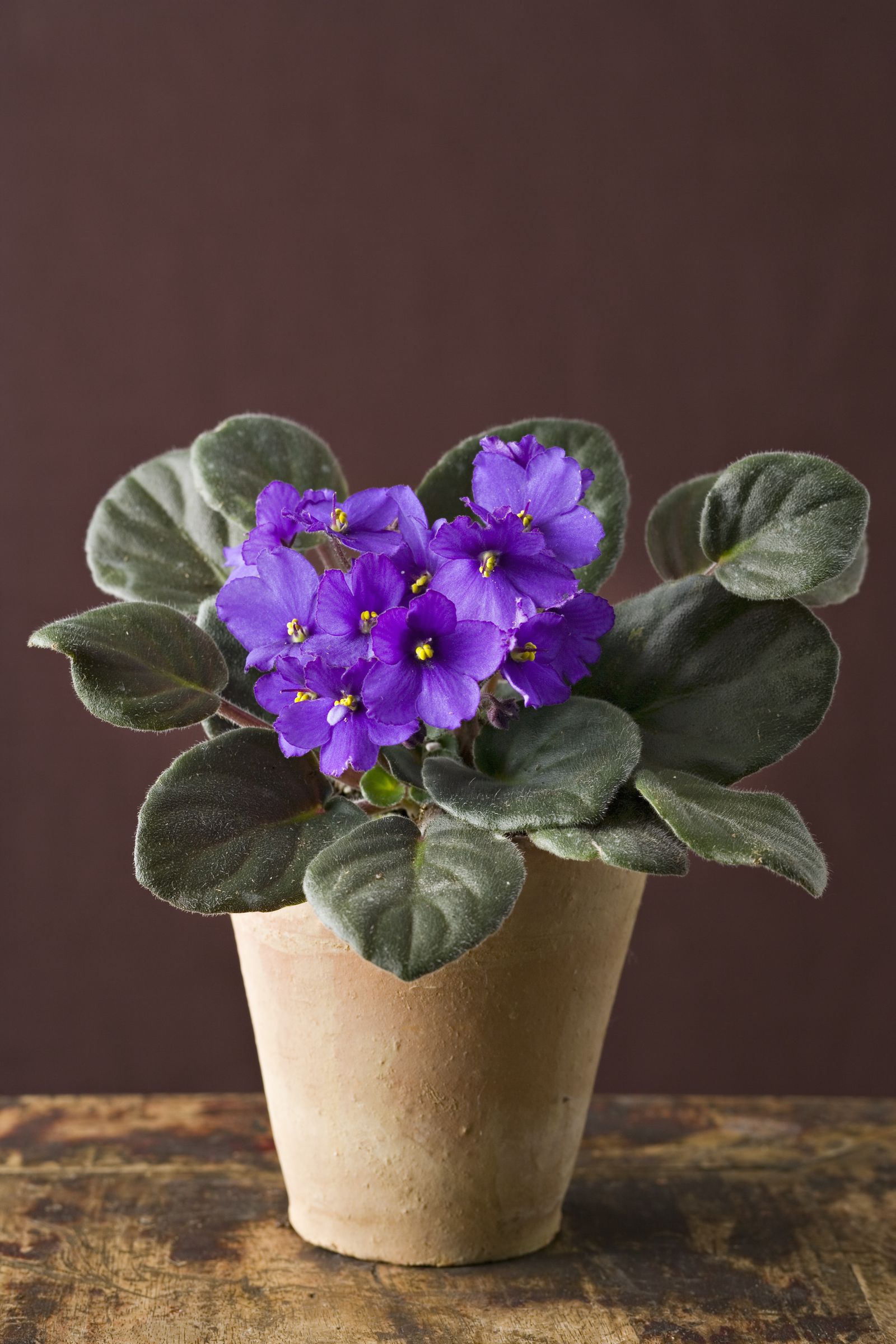 Indoor Flowers That Bloom Year Round