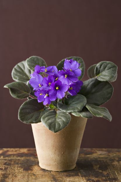 10 Indoor Flowering Plants That Bloom All Year Round | Livingetc
