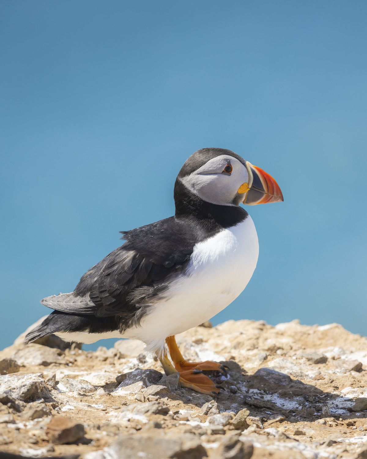 10 pro tips for puffin portraits: take amazing wildlife shots with your ...