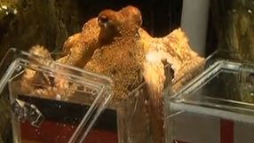 Octopus picks Germany to prevail again | FourFourTwo