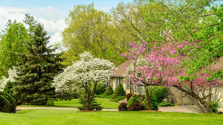 Expert tips on how to choose a tree - 10 key considerations | Homes and ...