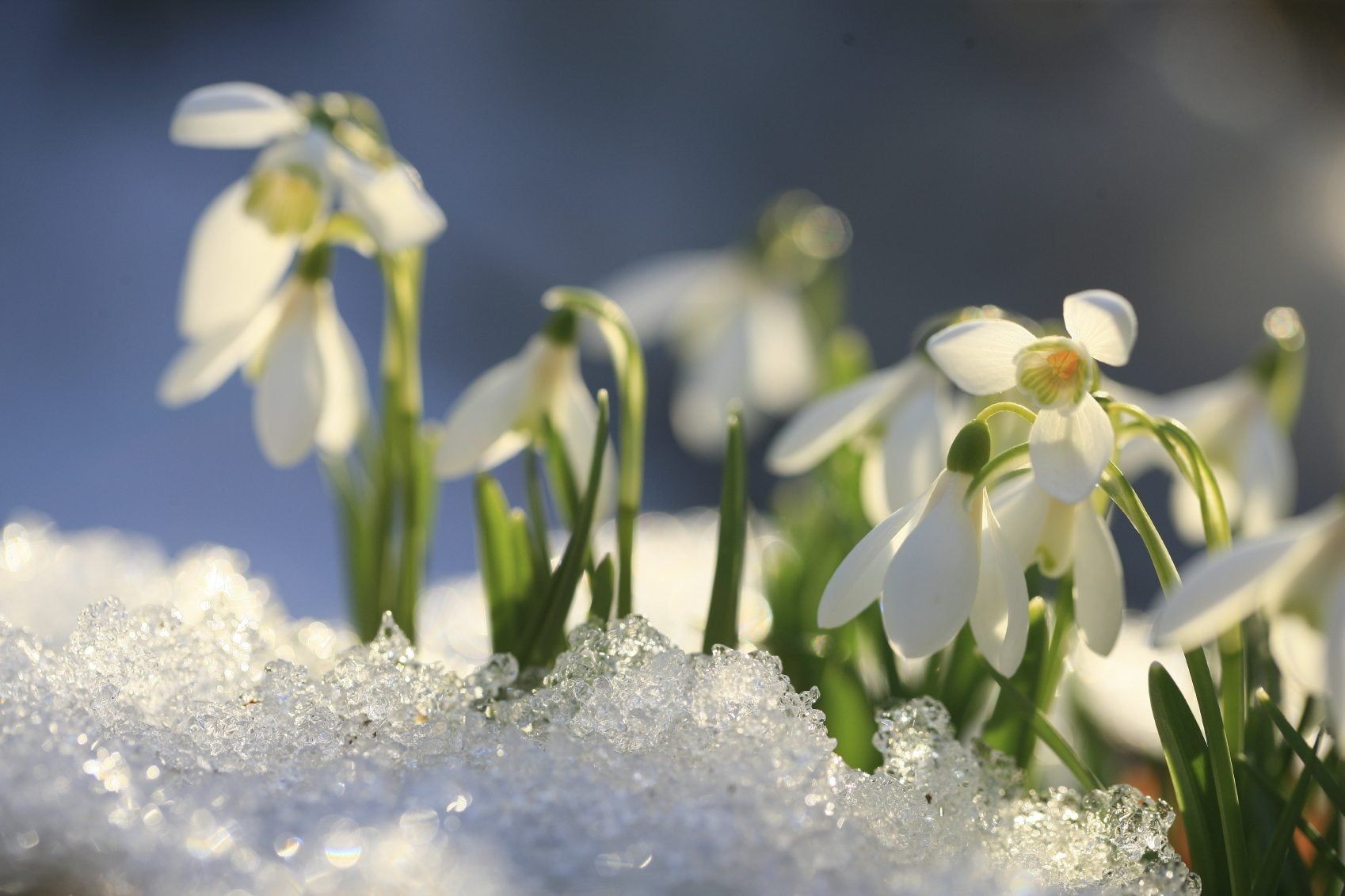 Winter Blooming Plants: Growing Winter Flowering Plants And Bushes ...