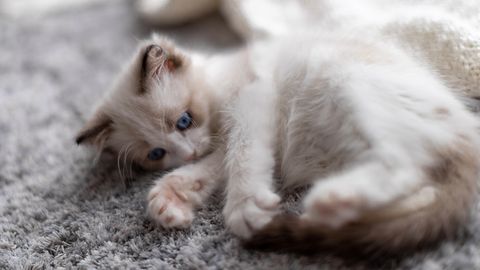 32 sleepiest cat breeds | PetsRadar