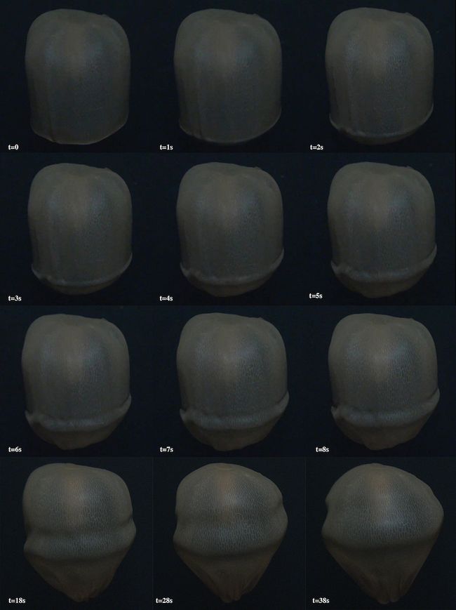 This Mysterious, Deep-Sea Jellyfish Looks Like the Ghost of an Alien ...