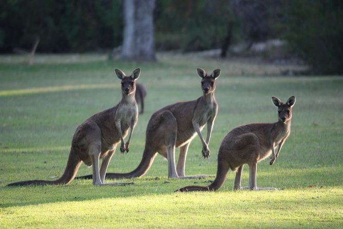 Kangaroos: Facts, Information & Pictures | Live Science
