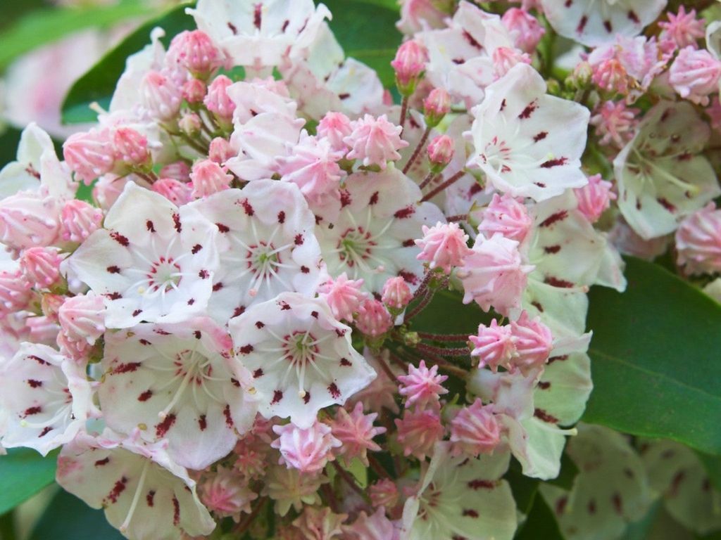 Mountain Laurel Information - How To Grow A Mountain Laurel Shrub ...