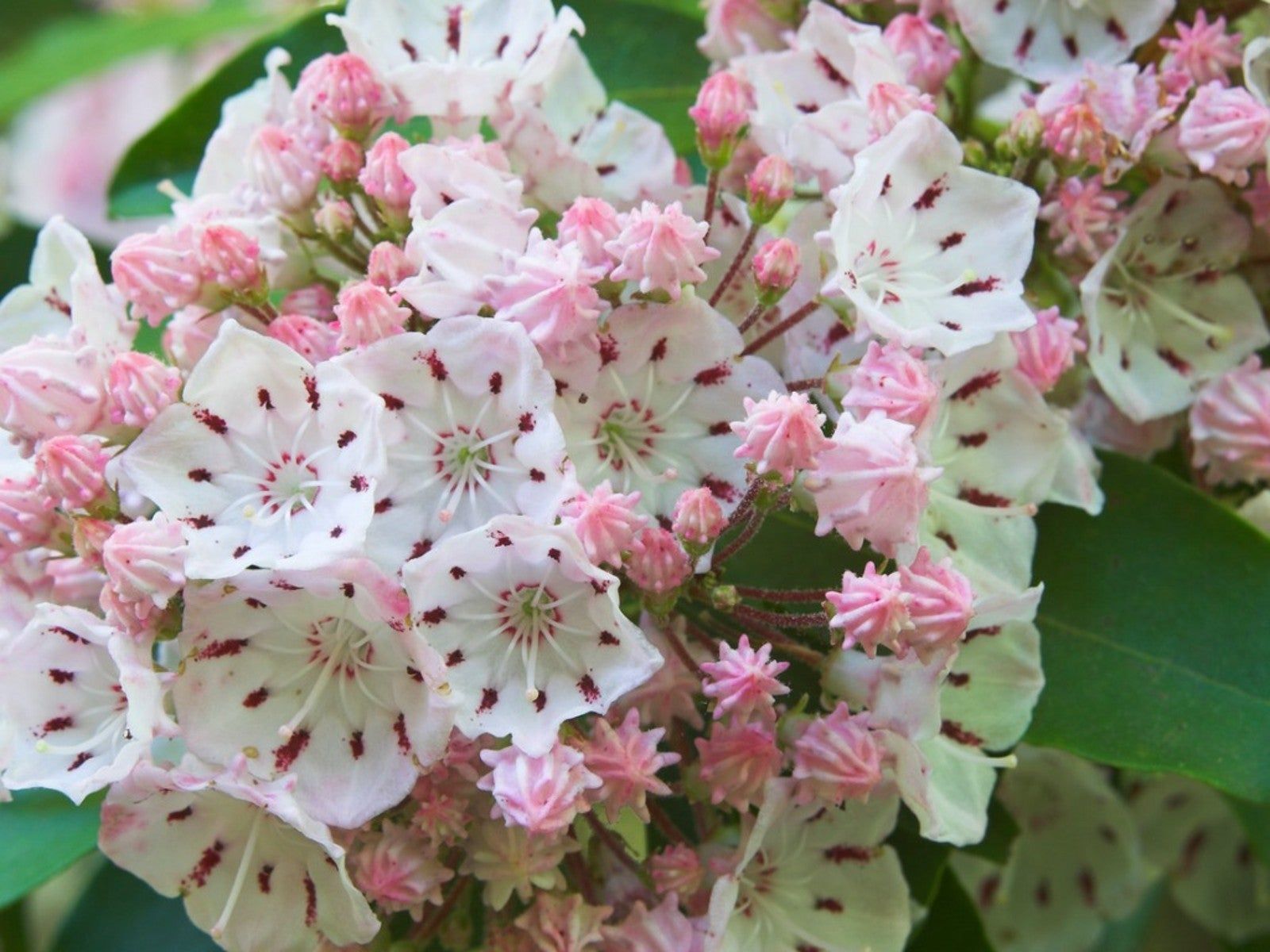 Mountain Laurel Information - How To Grow A Mountain Laurel Shrub ...