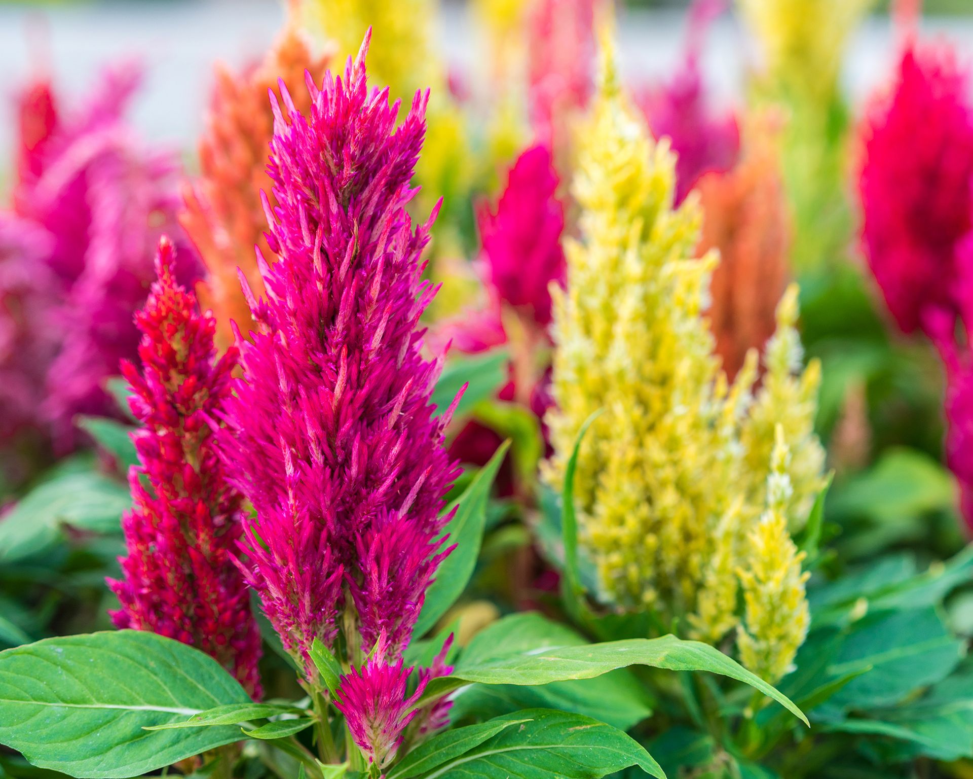 12 Most Beautiful Summer-Blooming Plants Every Garden Needs | Gardening ...