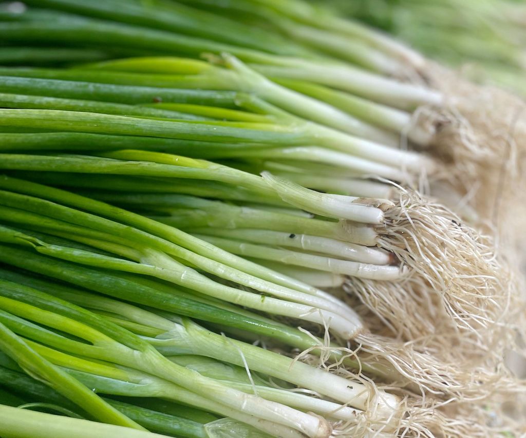 How to grow green onions - tips for a bumper crop | Homes and Gardens
