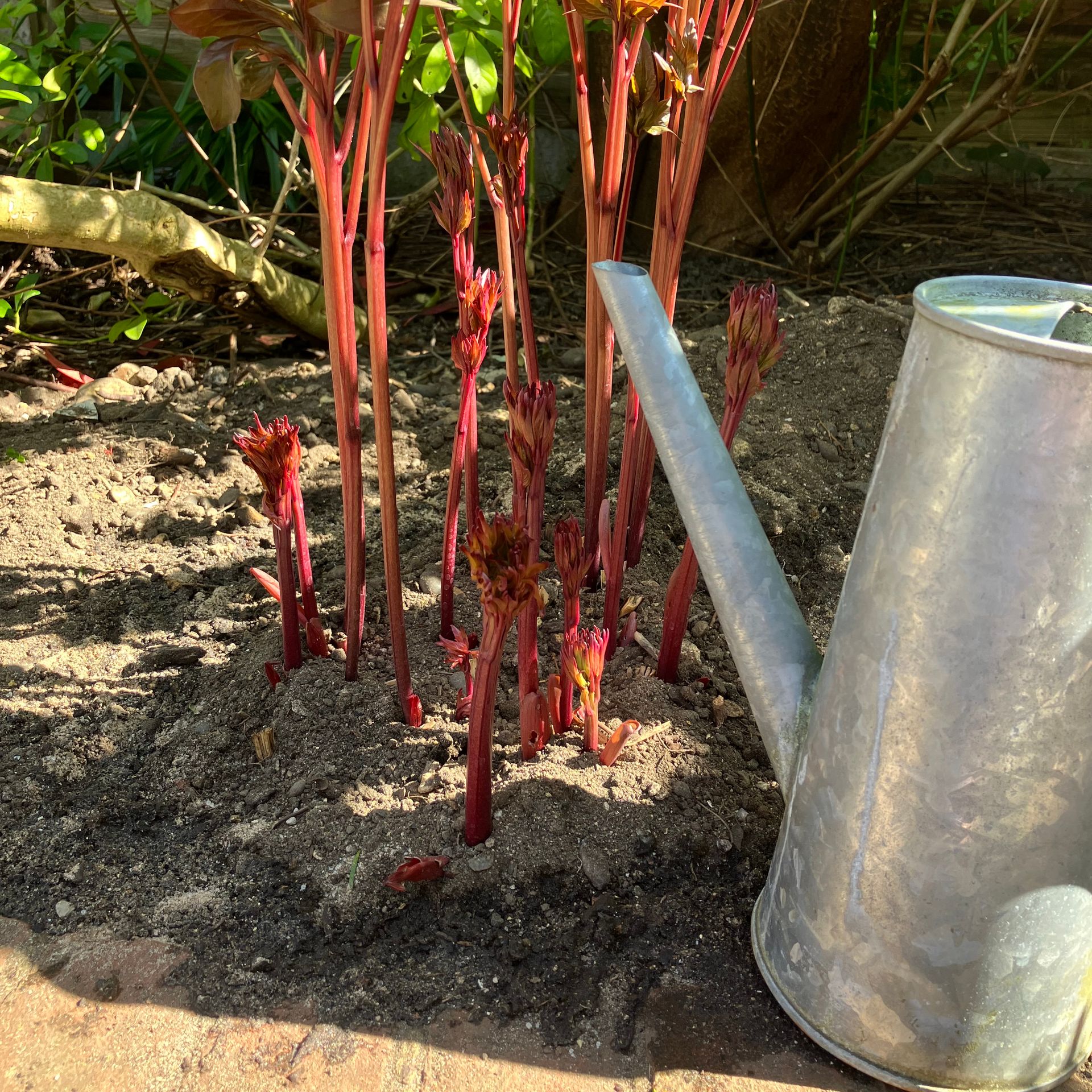 How and when to fertilise peonies | Ideal Home