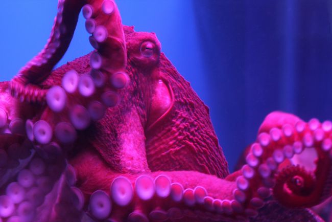 Confirmed: If You Give an Octopus MDMA, It Will Get All Cuddly | Live ...