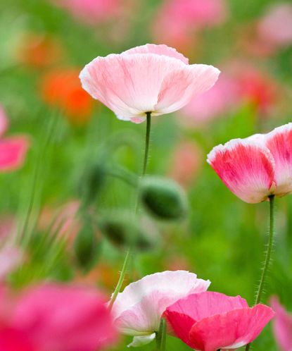 Easiest flowers to grow from seed: 8 to sow this spring | Homes and Gardens