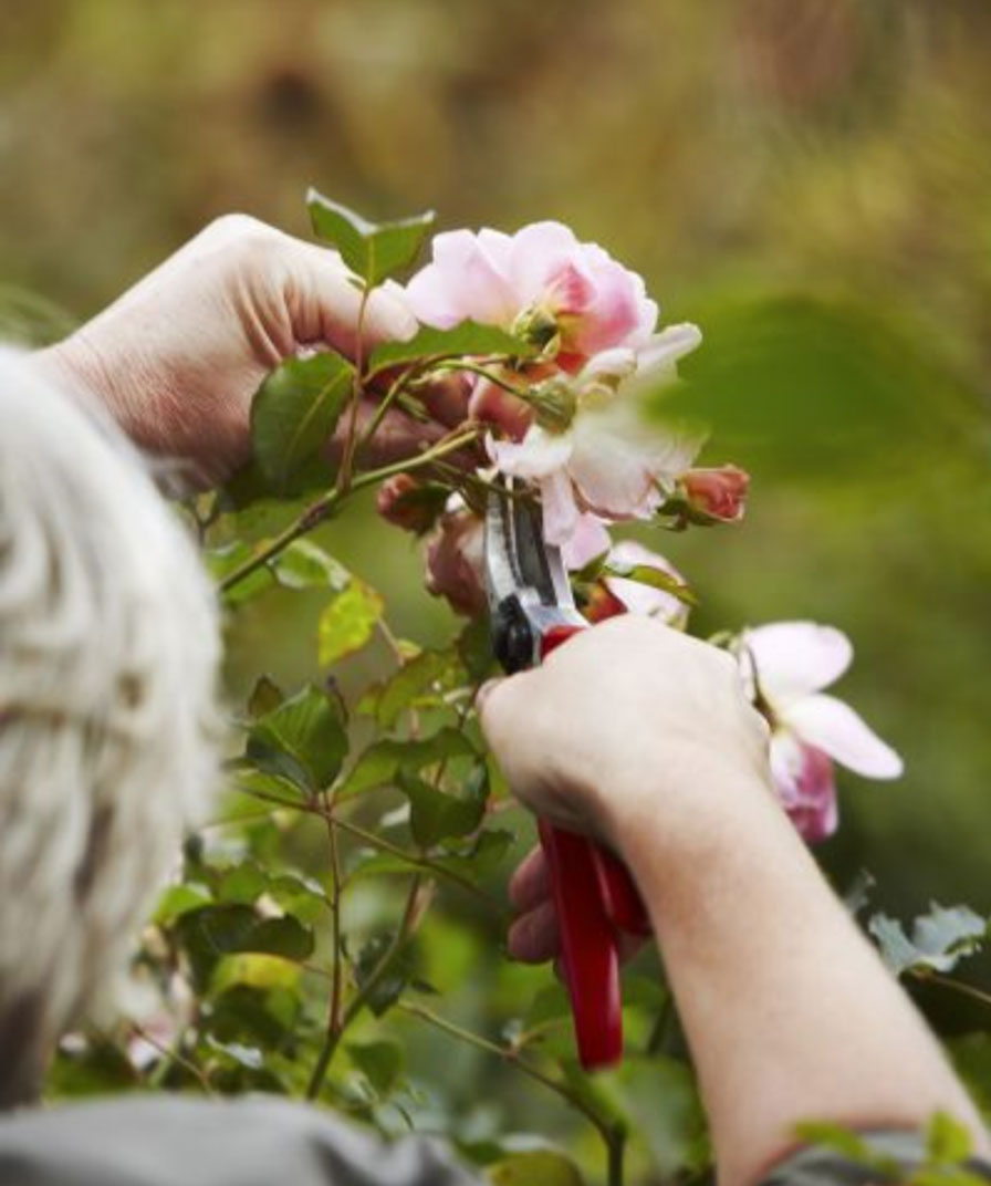 How to plant roses | Homes & Gardens
