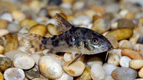 20 peaceful fish for a community tank | PetsRadar