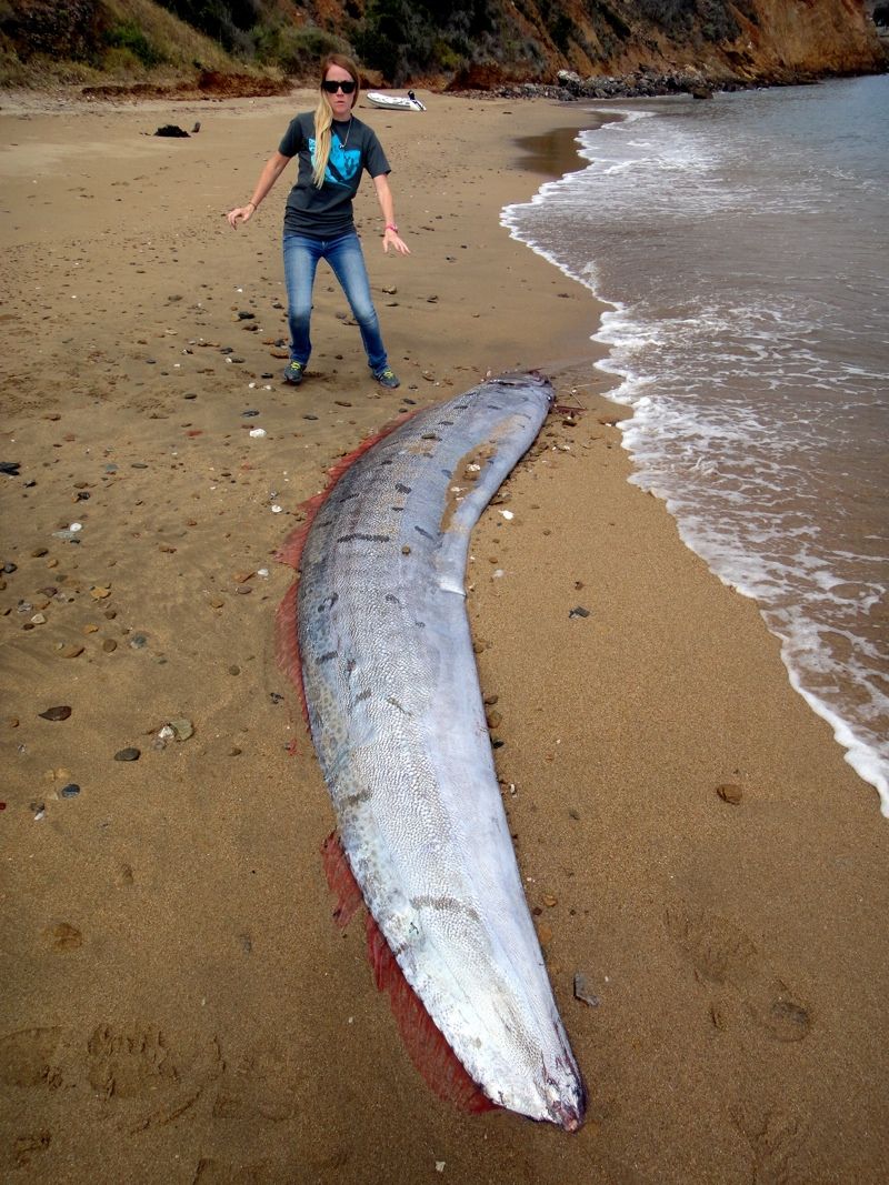Oarfish: Photos of world's longest bony fish | Live Science
