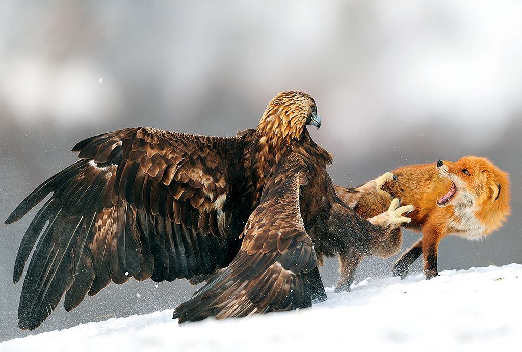 Britain’s birds of prey: The Country Life guide to raptors | Country Life