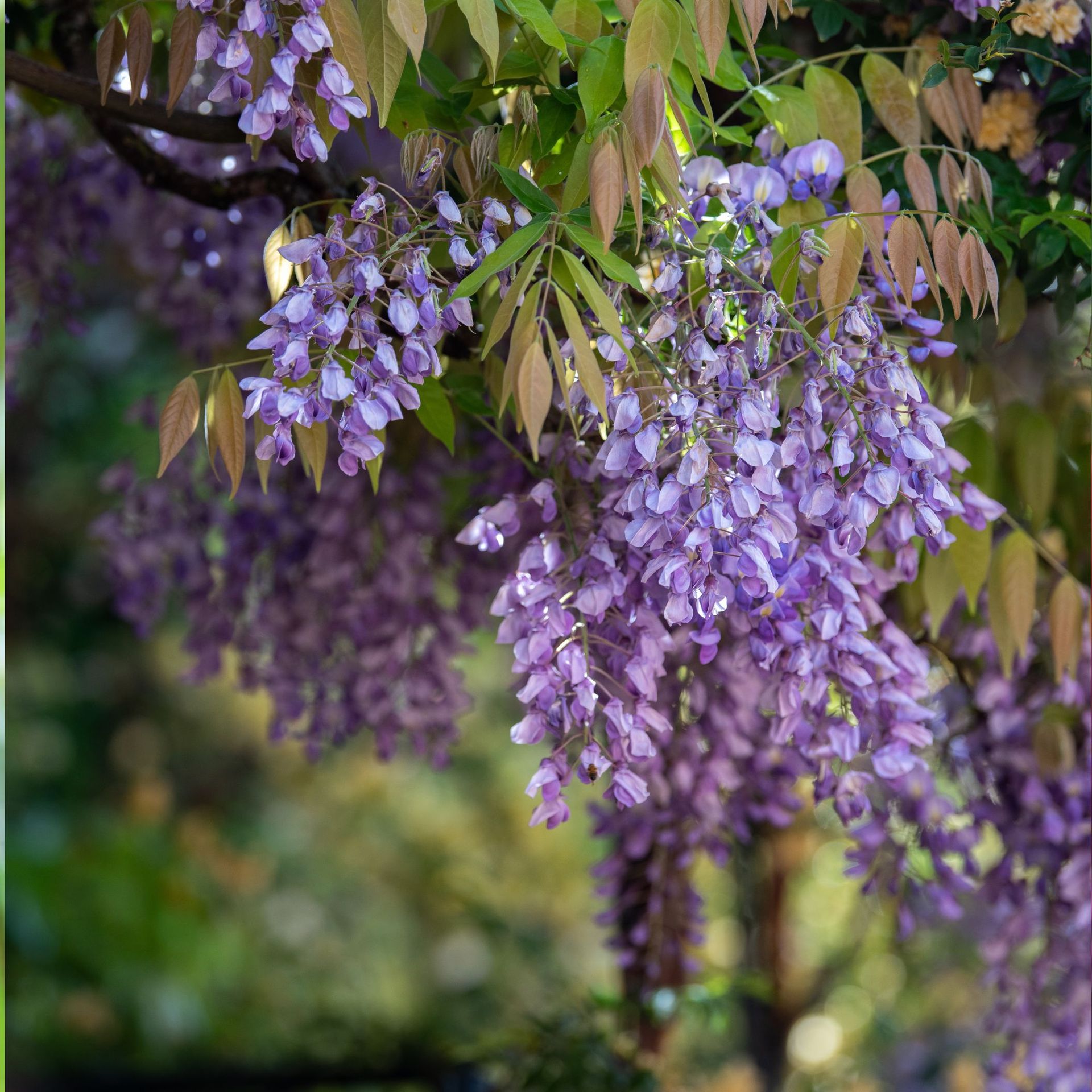 Can you grow wisteria in a pot? Yes, if you do this first | Ideal Home