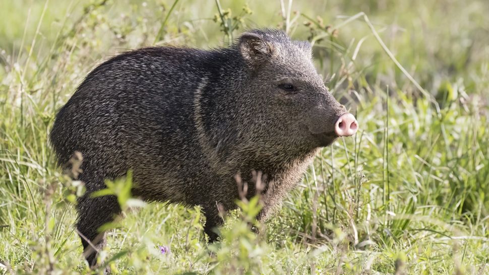 What is a javelina? And what should you do if you meet one on a hike ...