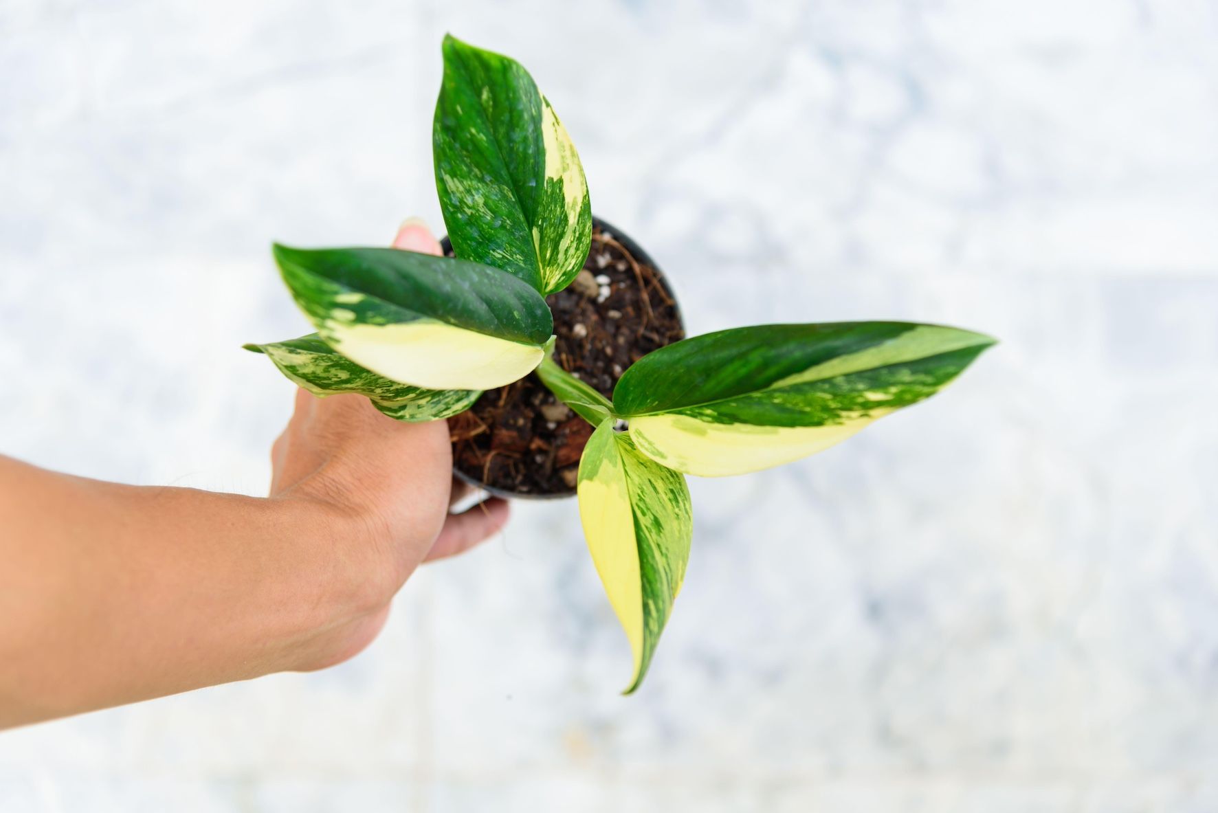 Types of Monstera Plants — And How You Should Display Them | Livingetc