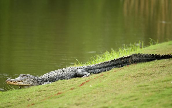 Experts share tips on how to stay safe around alligators, survive ...