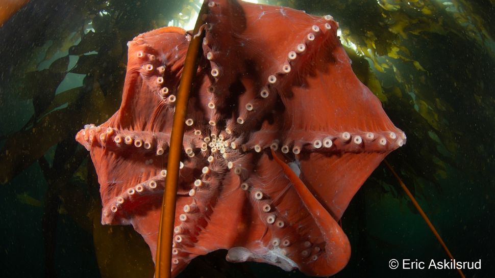 See extremely rare photos of alien-looking '7-arm octopus' spotted near ...