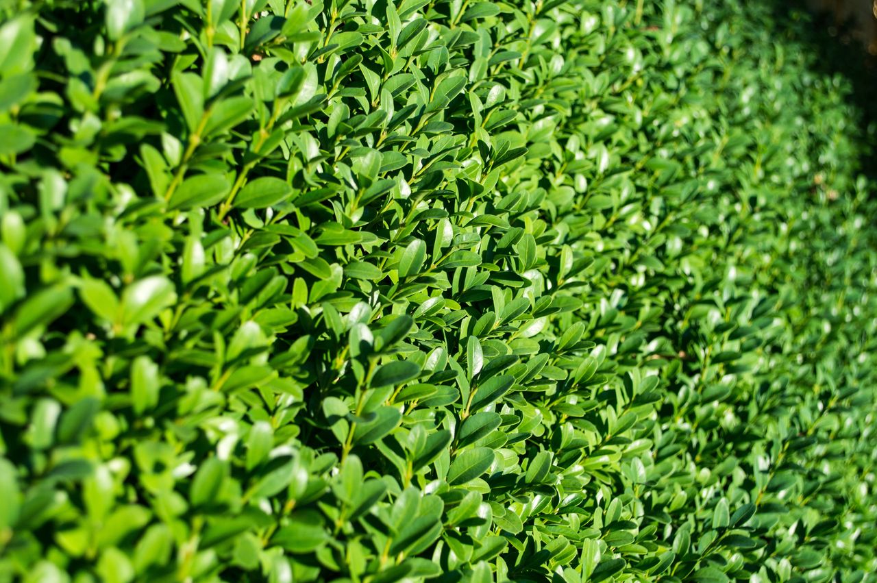 The best fast growing hedges for your garden: take your pick from these ...