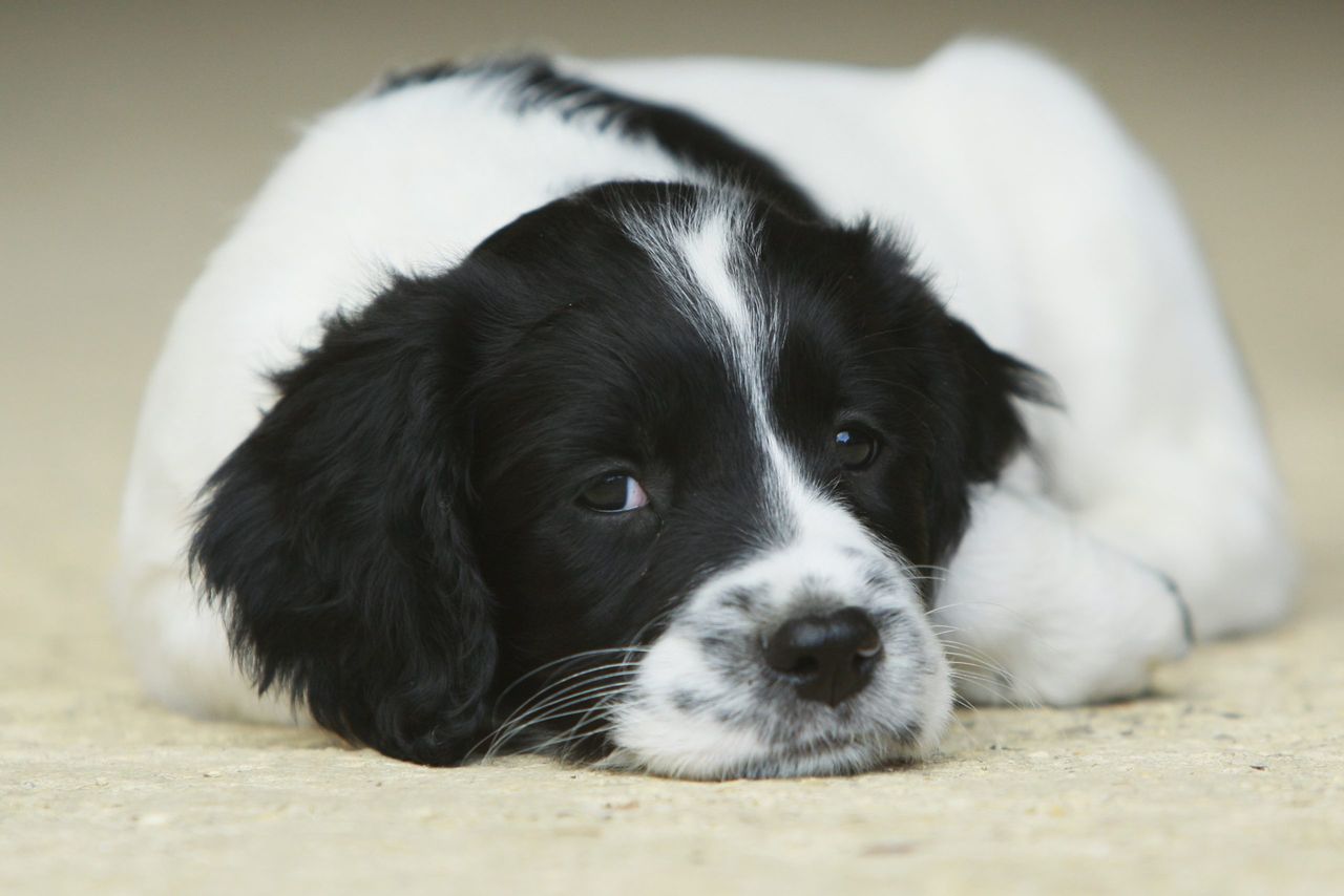 How to choose the perfect dog to fit your lifestyle, family and home ...