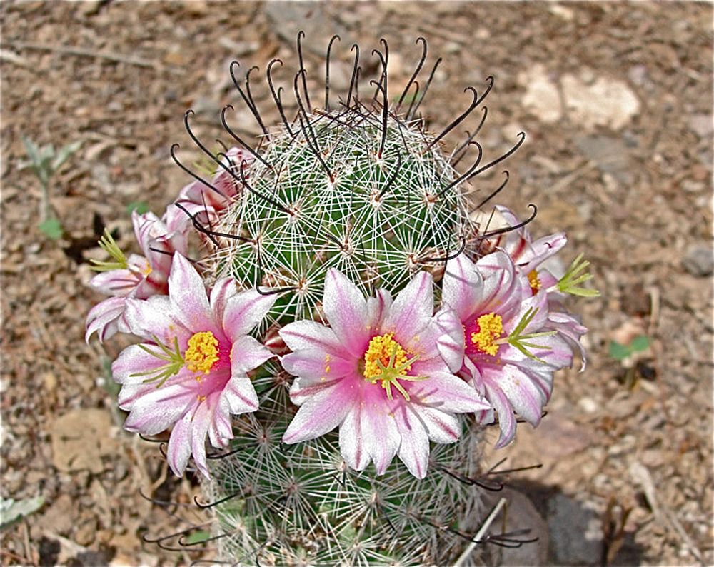 In Photos: Beautiful Cactus Flowers Signal Spring Is Here | Live Science