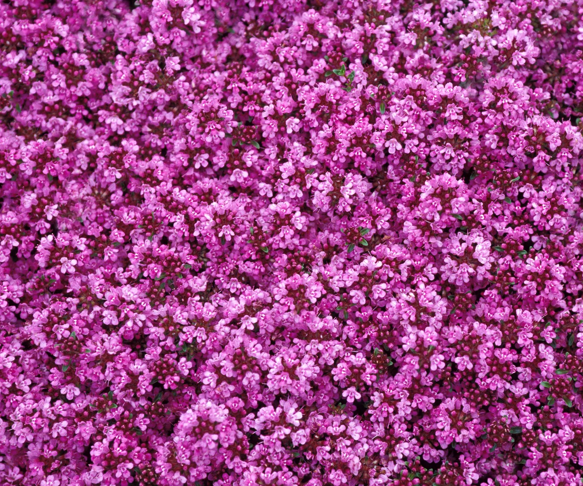 How to grow a red creeping thyme lawn: top tips | Homes and Gardens