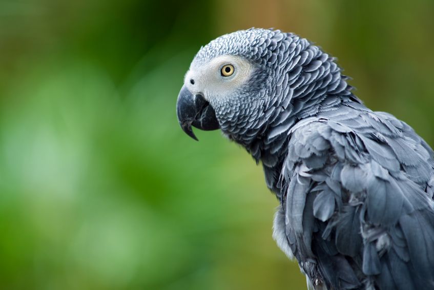 A parrot's words could be used in a murder trial | The Week