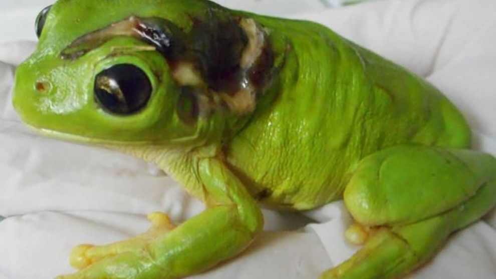 Injured frog airlifted to hospital after lawnmower accident | The Week