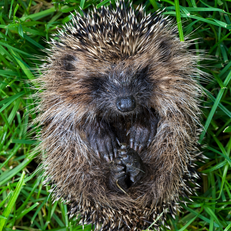 The one thing you need to do to protect hedgehogs this month | Ideal Home
